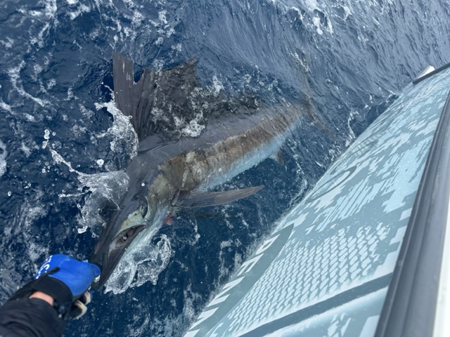 Home page - Miss Britt Sportfishing - Miami Fishing Charters