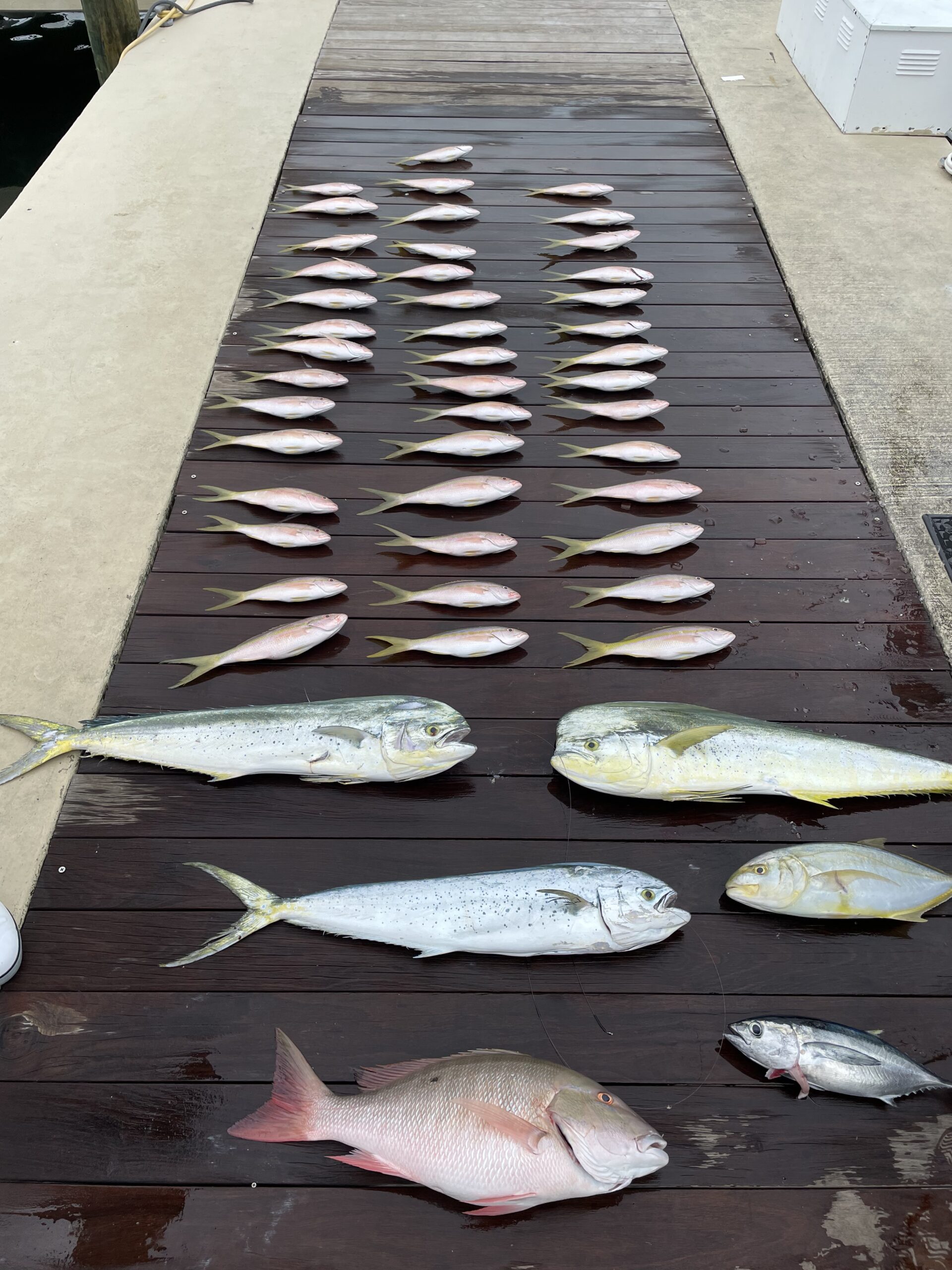YELLOWTAIL SNAPPER | Miss Britt Sportfishing - Miami Fishing Charters